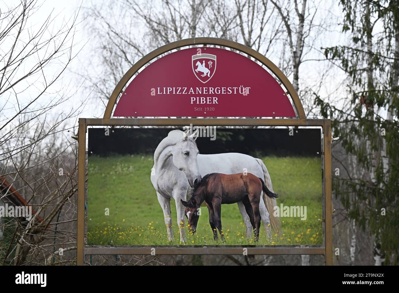 Lipizzaner stud farm in Piber in Styria - Lipizzaners have been bred ...