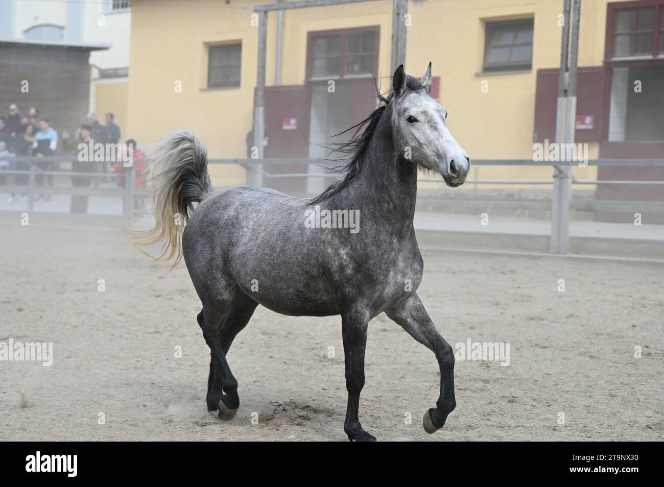 Lipizzaner stud farm in Piber in Styria - Lipizzaners have been bred ...