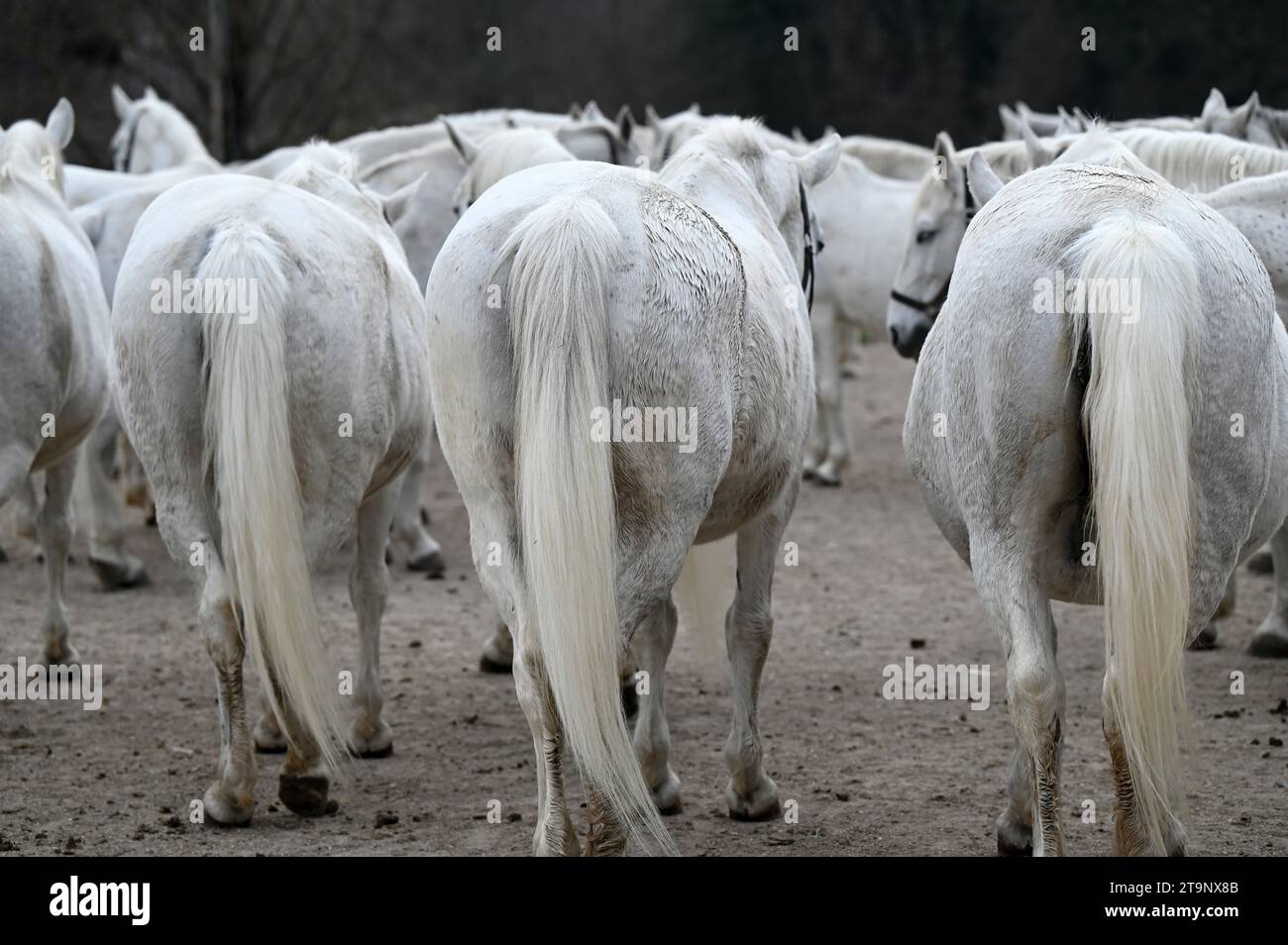 Lipizzaner stud farm in Piber in Styria - Lipizzaners have been bred ...