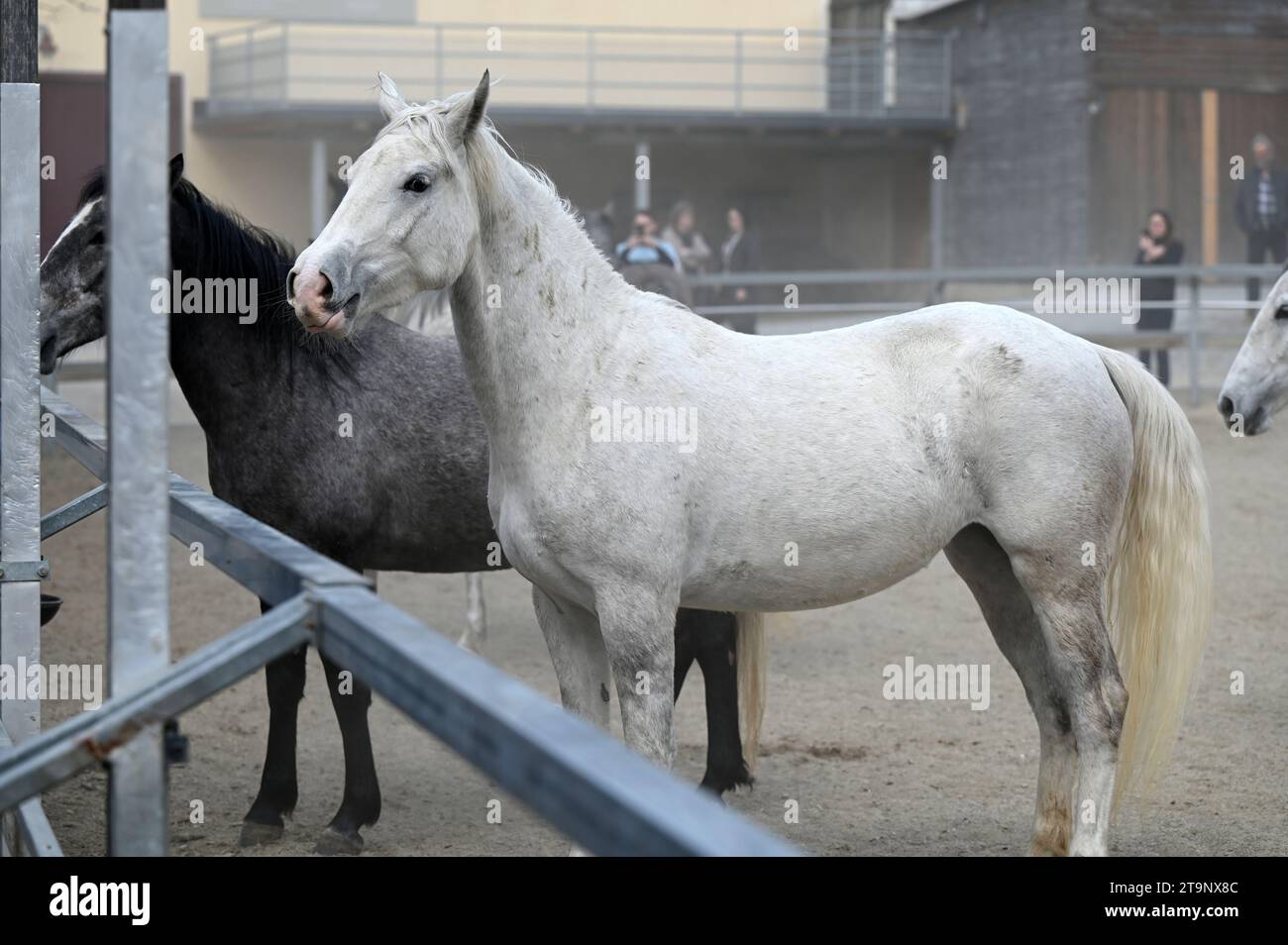 Lipizzaner stud farm in Piber in Styria - Lipizzaners have been bred ...