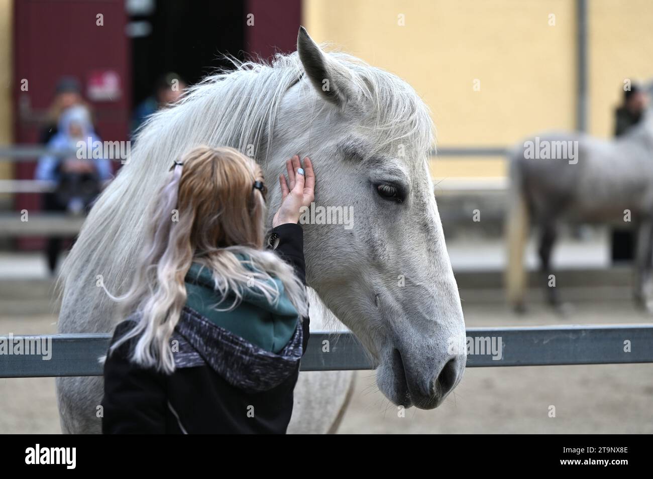 Lipizzaner stud farm in Piber in Styria - Lipizzaners have been bred ...