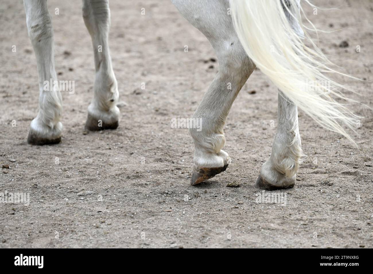 Lipizzaner stud farm in Piber in Styria - Lipizzaners have been bred ...