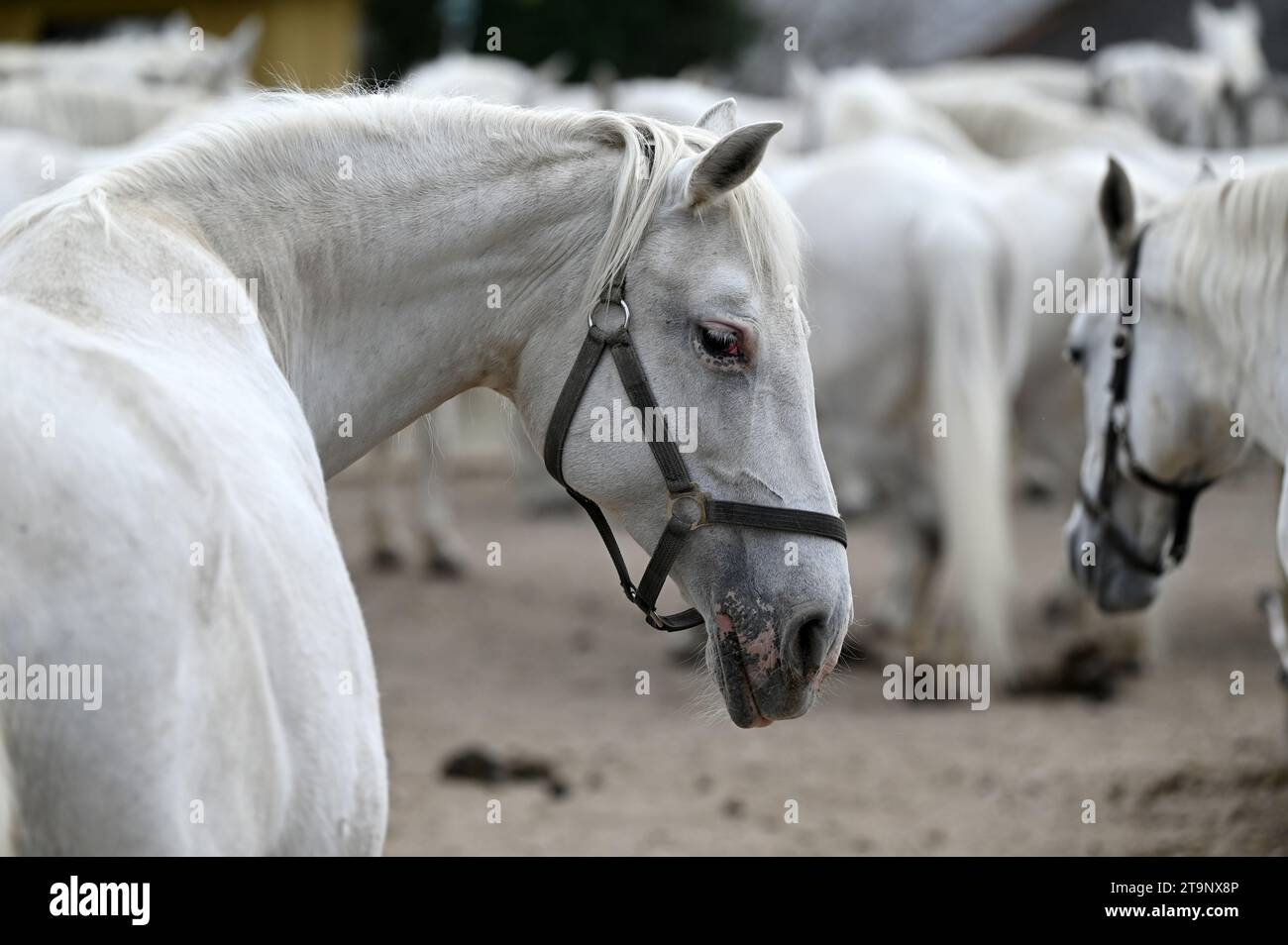 Lipizzaner stud farm in Piber in Styria - Lipizzaners have been bred ...
