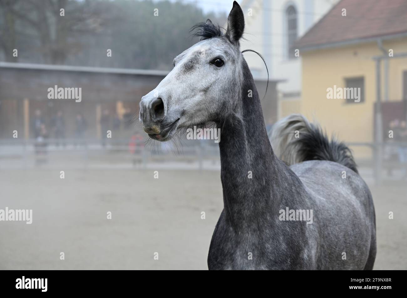 Lipizzaner stud farm in Piber in Styria - Lipizzaners have been bred ...