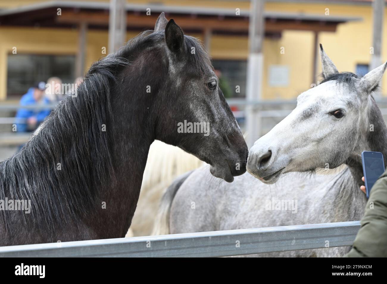 Lipizzaner stud farm in Piber in Styria - Lipizzaners have been bred ...