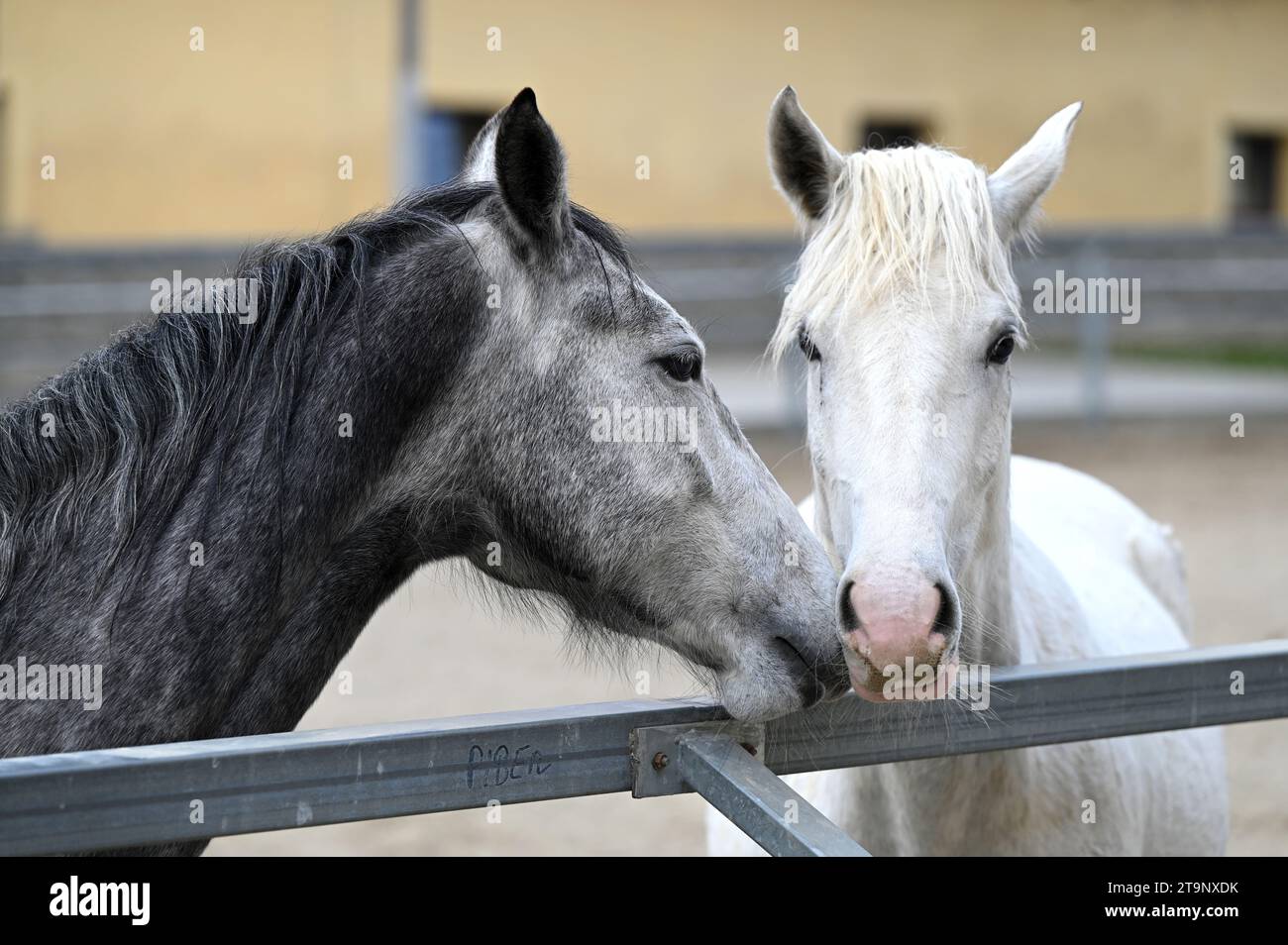 Lipizzaner stud farm in Piber in Styria - Lipizzaners have been bred ...