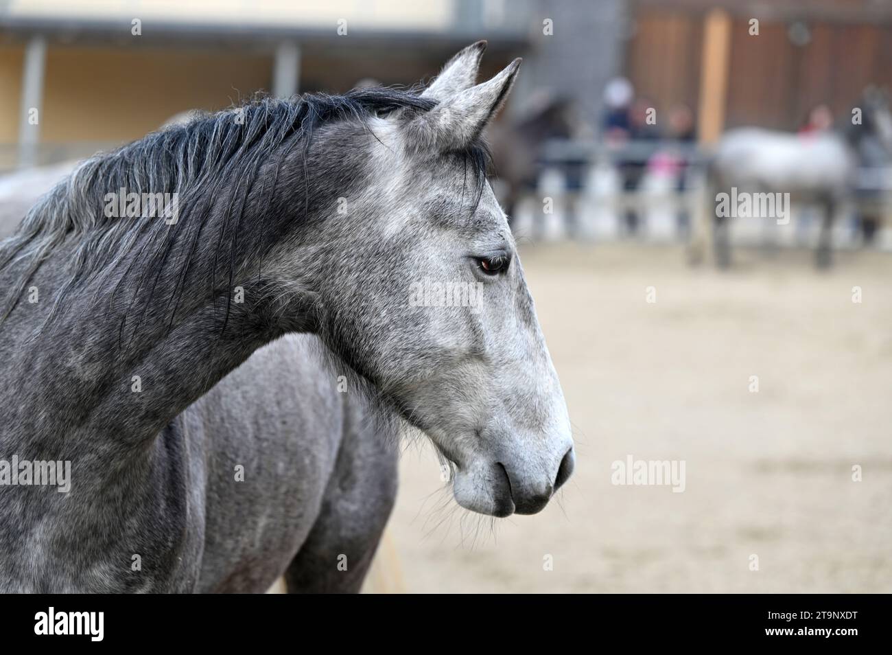 Lipizzaner stud farm in Piber in Styria - Lipizzaners have been bred ...
