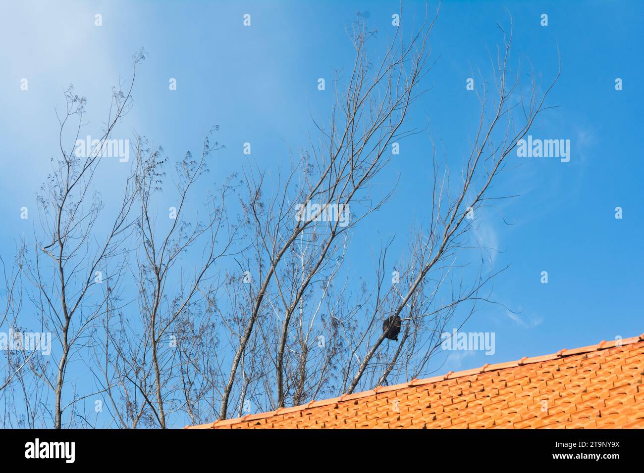 Tree with dry branches without leaves against blue sky Stock Photo - Alamy
