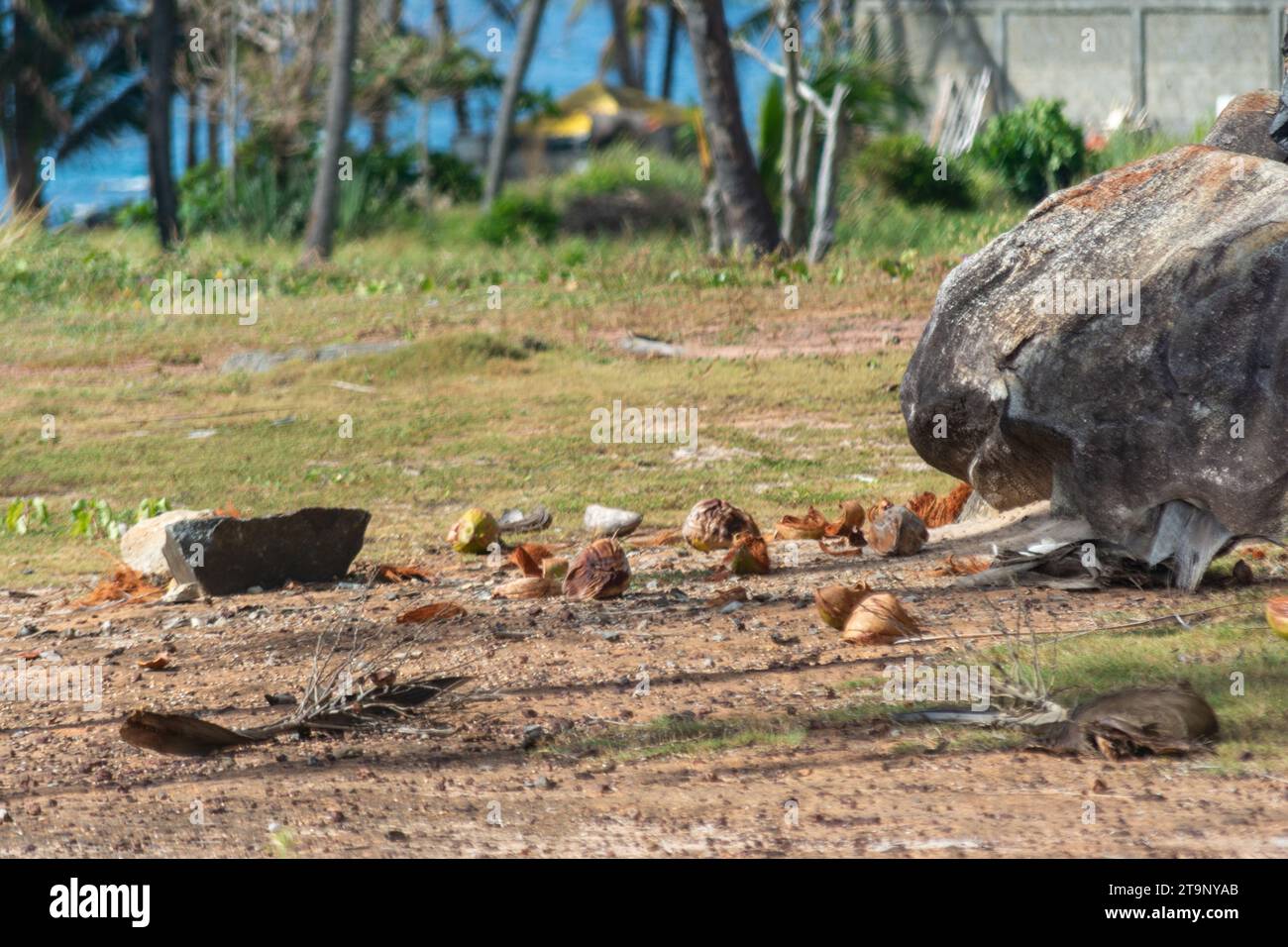 Remains of coconut leaves and fruits on the ground in a garden ...