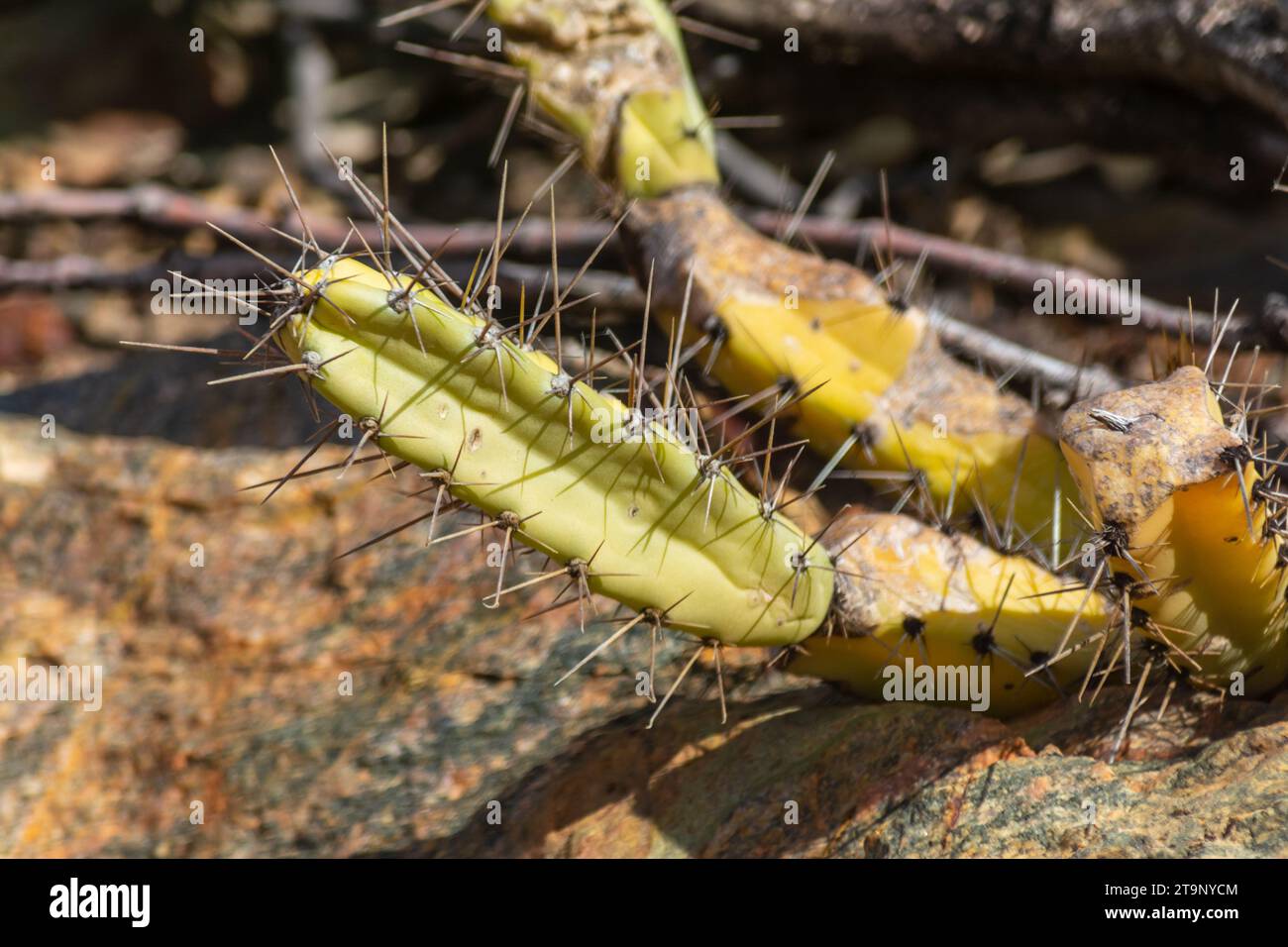A yellow cactus with thorns on the ground. Preserved environment Stock ...