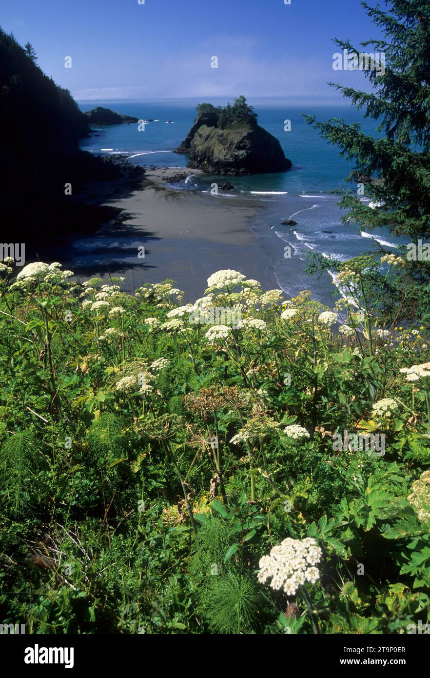View from Arch Rock Viewpoint, Samuel Boardman State Park, Oregon Stock ...
