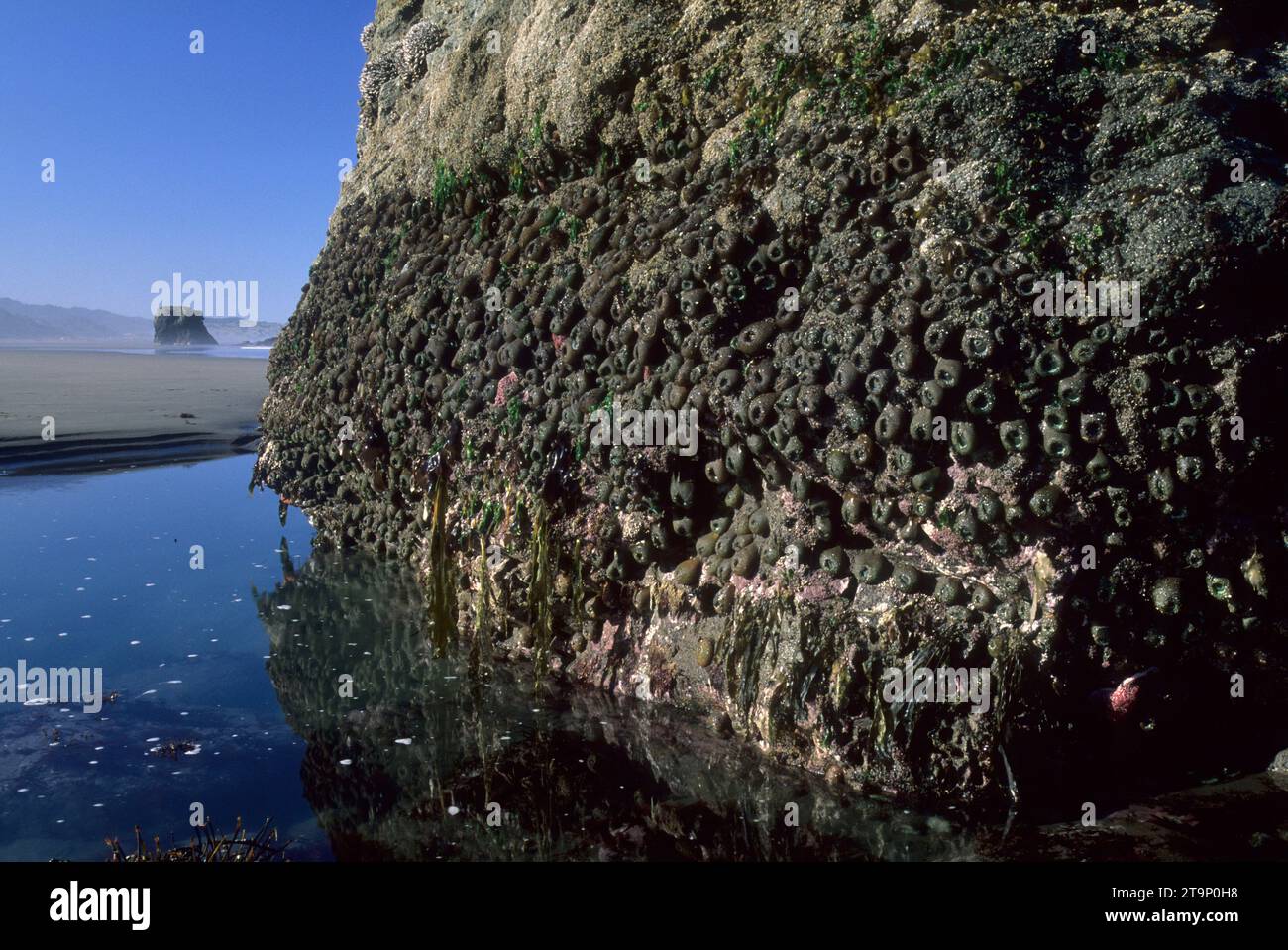 Tidepools, Pistol River State Park, Oregon Stock Photo - Alamy