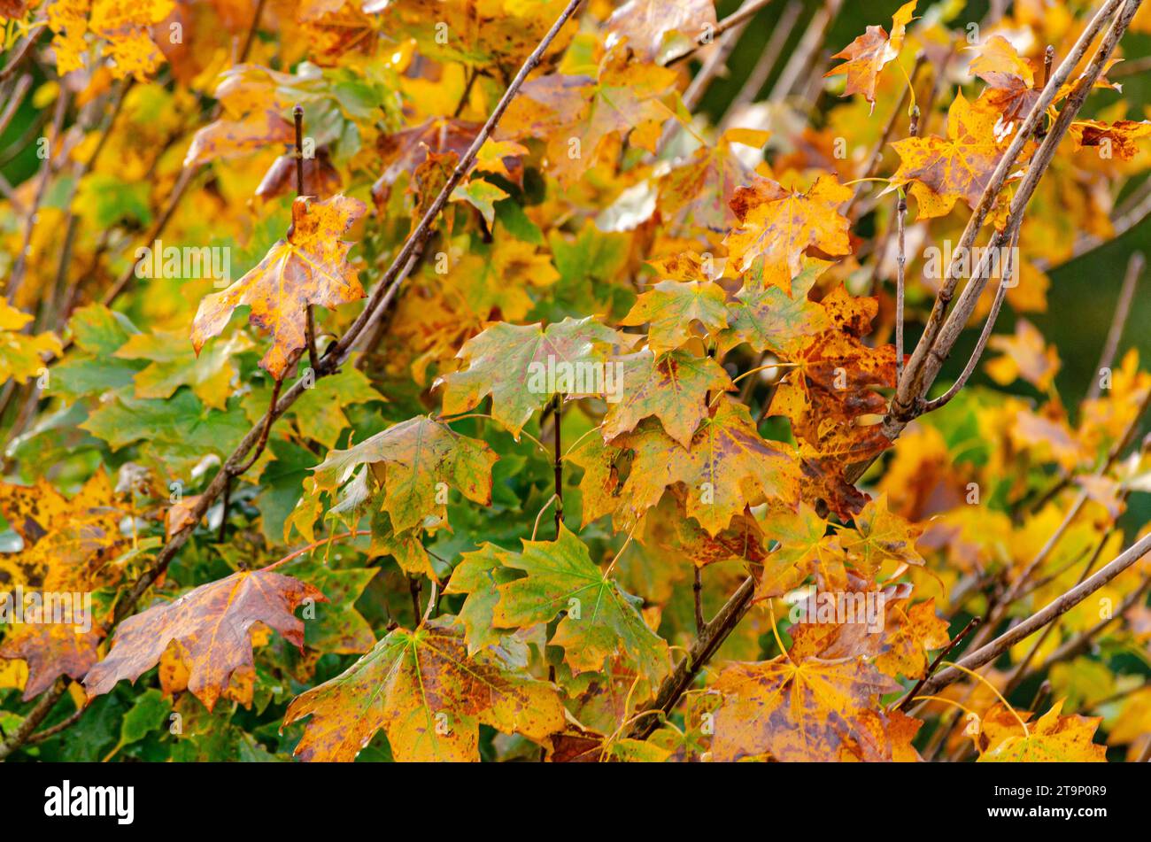 Branches of the maple tree hi-res stock photography and images - Alamy