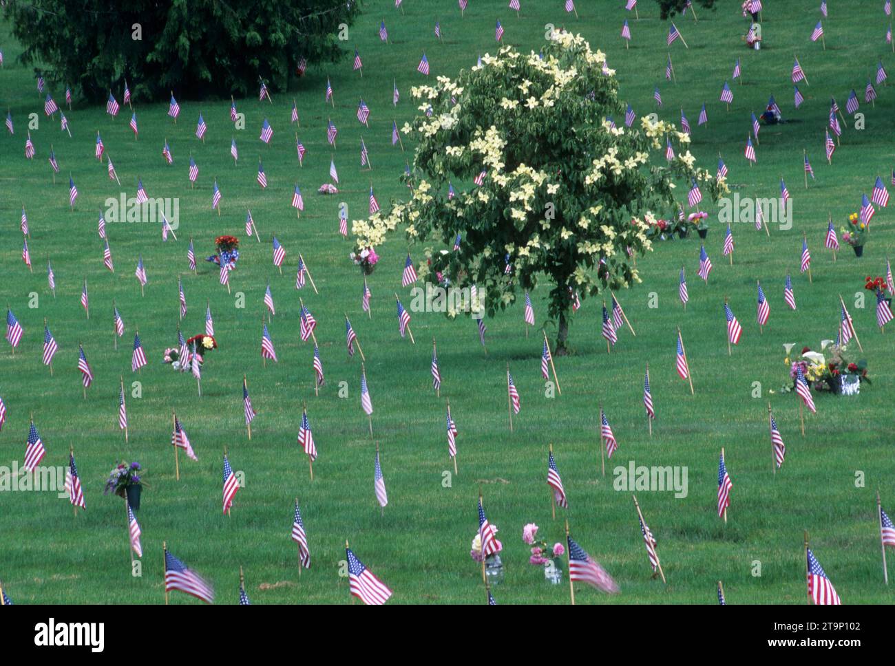 Memorial Day flags on graves, Willamette National Cemetery, Portland ...