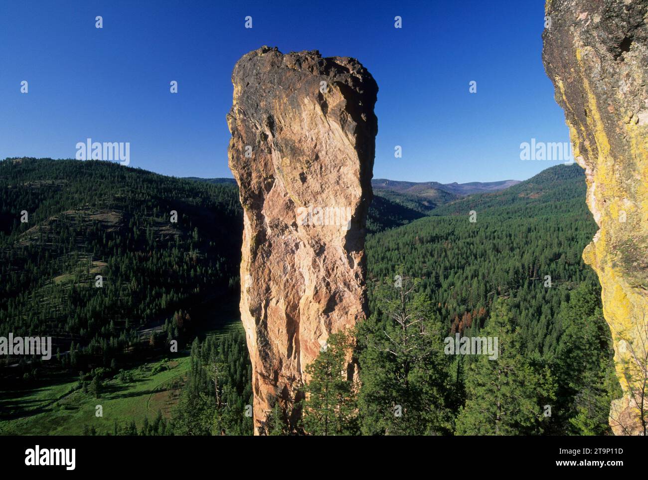 Pillar forest hi-res stock photography and images - Alamy
