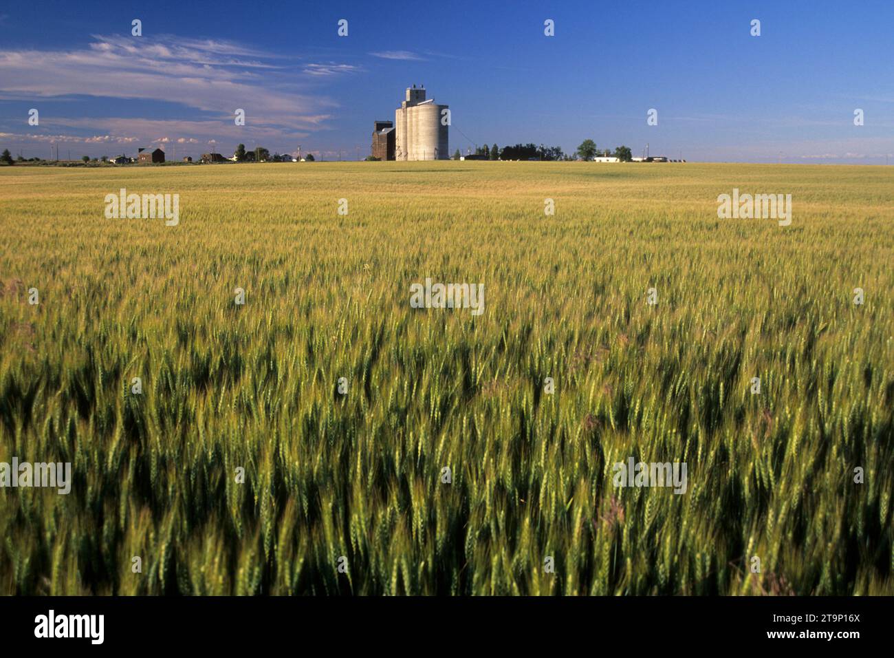 Grain elevator across wheat field, Journey through Time National Scenic ...