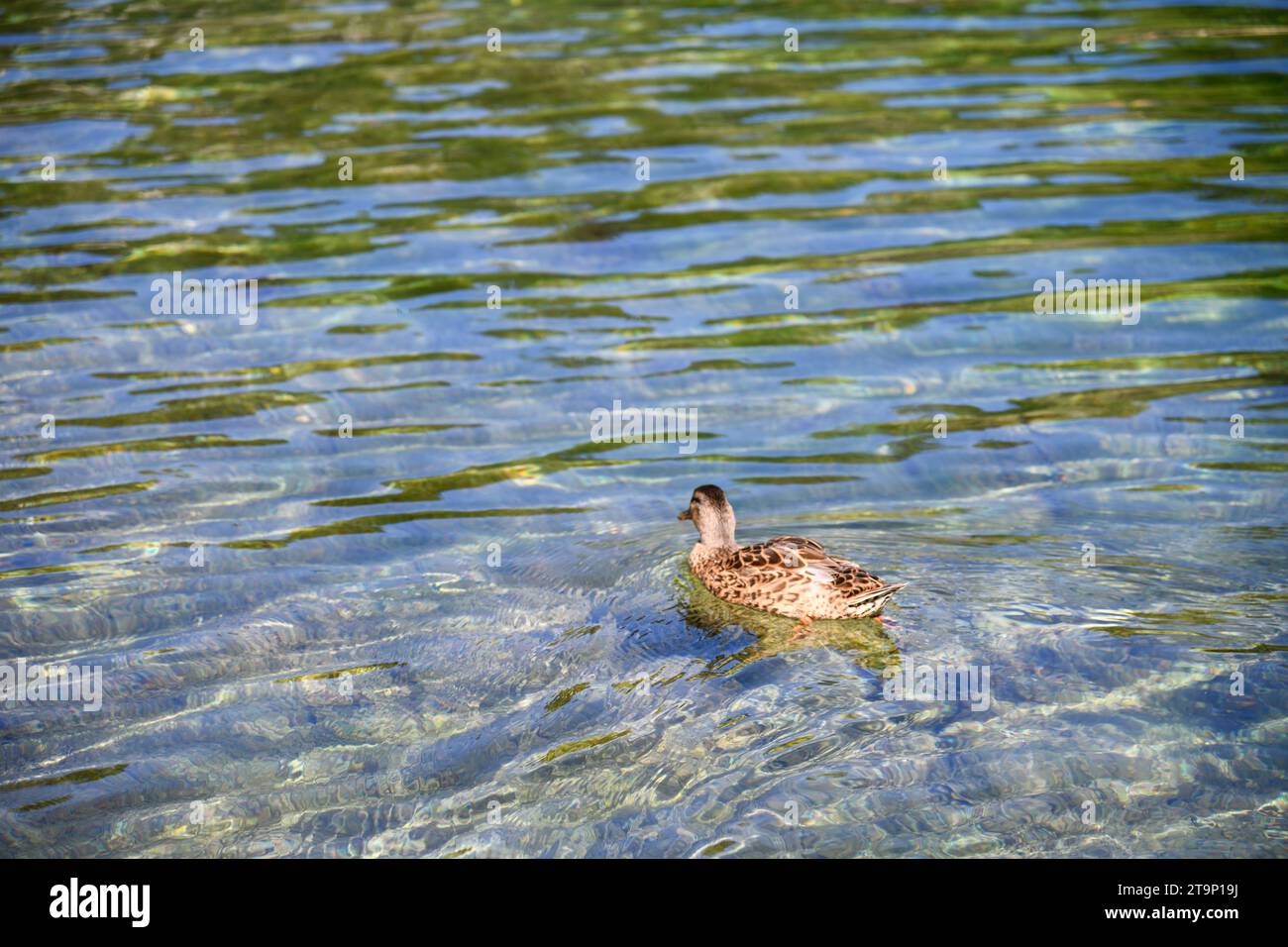 A lonely duck swimming in cristal clear waters of Jasna Lake during ...