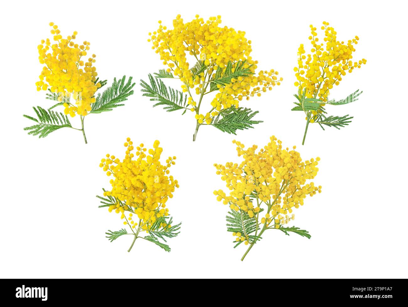 Acacia dealbata flowers hi-res stock photography and images - Alamy