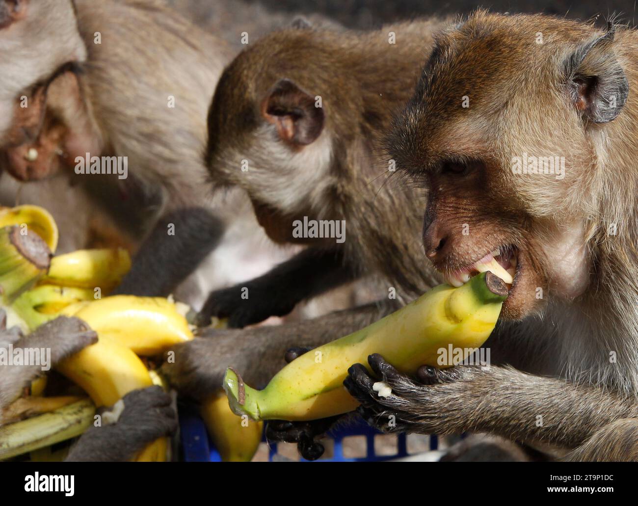 Annual monkey festival hi-res stock photography and images - Alamy