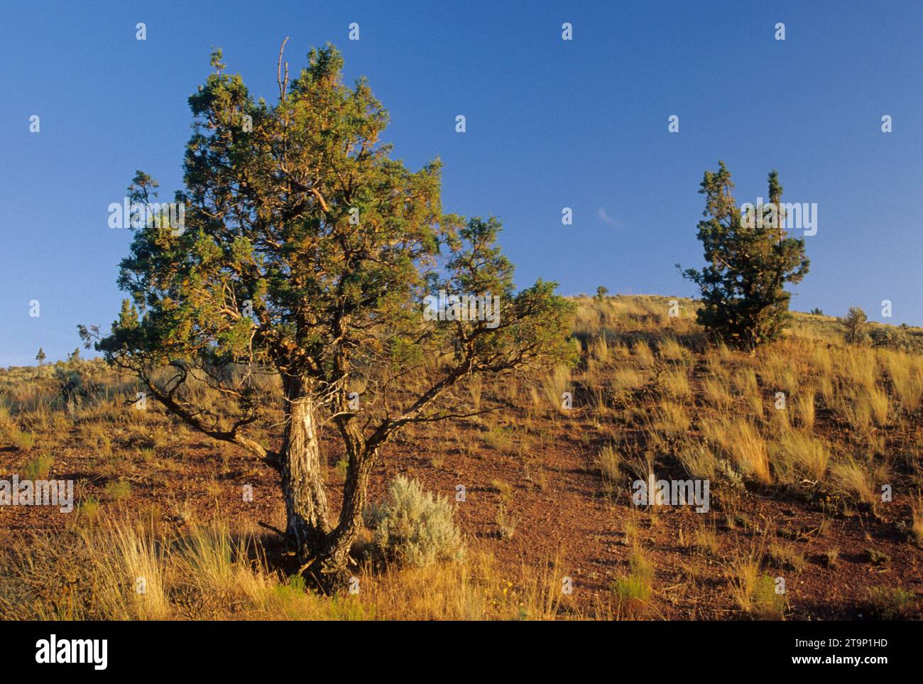 Western juniper (Juniperus occidentalis) grassland, Wheeler County ...