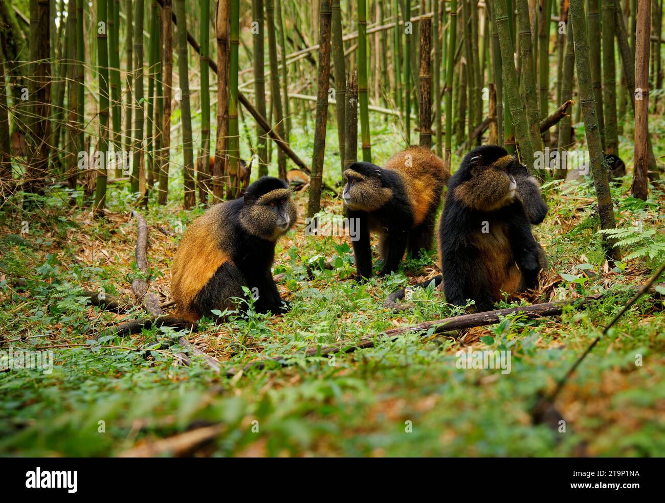 Golden Monkey - Cercopithecus kandti originally subspecies of Blue ...