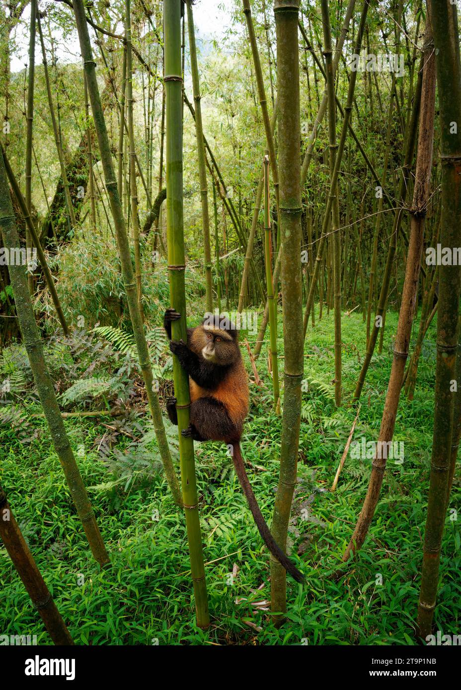 Golden Monkey - Cercopithecus kandti originally subspecies of Blue ...