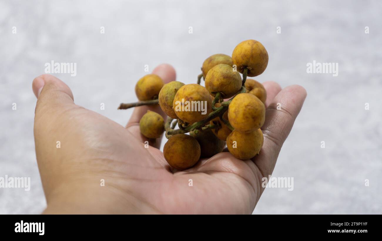 Baccaurea polyneura or buah jentik. This fruit has yellowish brown skin ...