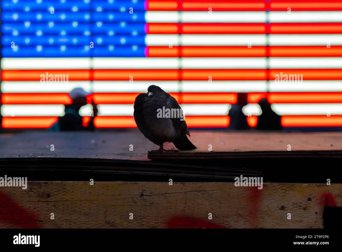 New York, New York, USA. 26th Nov, 2023. This pigeon was resting in the ...