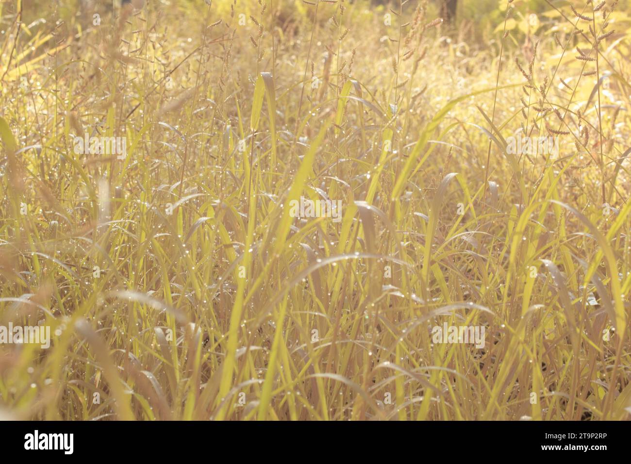 infrared image of the wild thick bushes grasses and weeds at the ...
