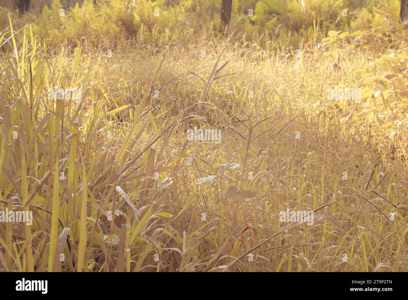 infrared image of the wild thick bushes grasses and weeds at the ...
