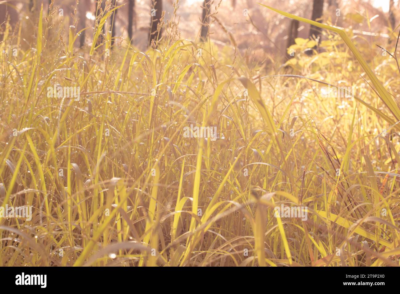 infrared image of the wild thick bushes grasses and weeds at the ...