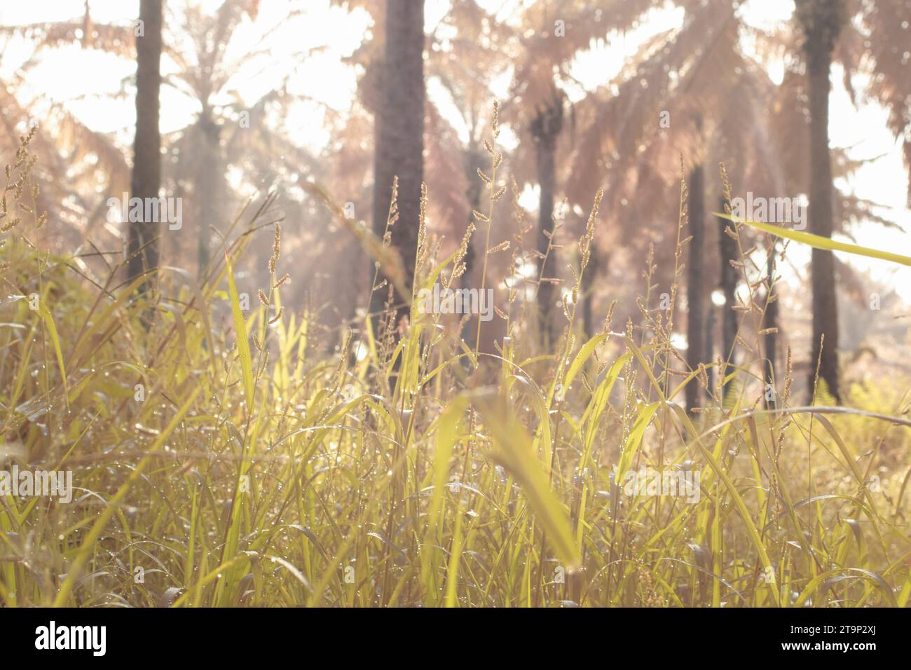 infrared image of the wild thick bushes grasses and weeds at the ...