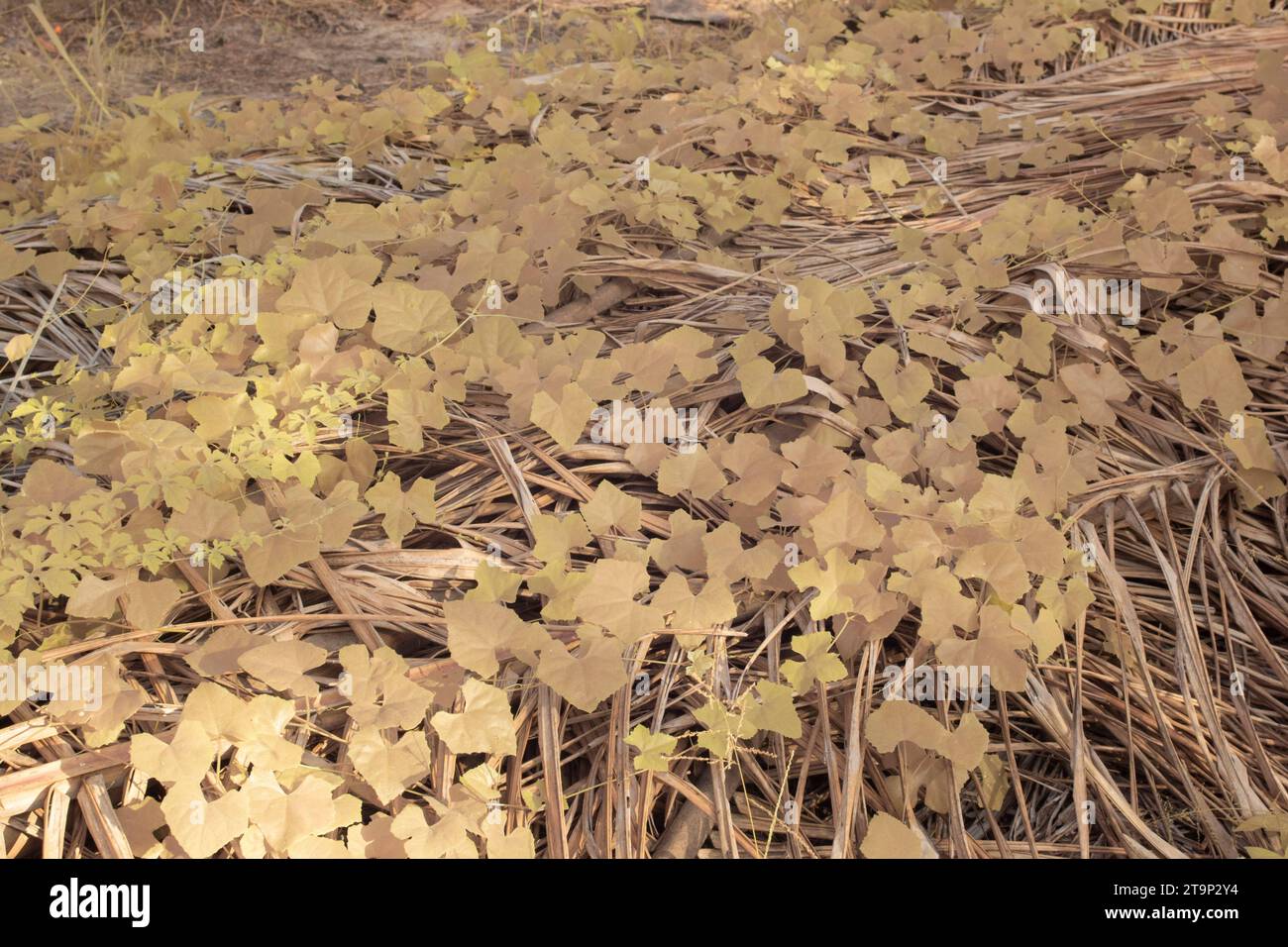 infrared image of the wild thick bushes grasses and weeds at the ...