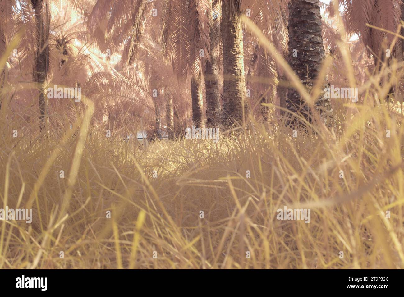 infrared image of the wild thick bushes grasses and weeds at the ...