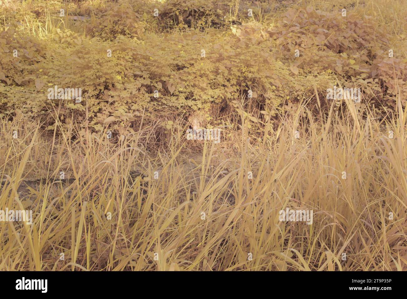 infrared image of the wild thick bushes grasses and weeds at the ...