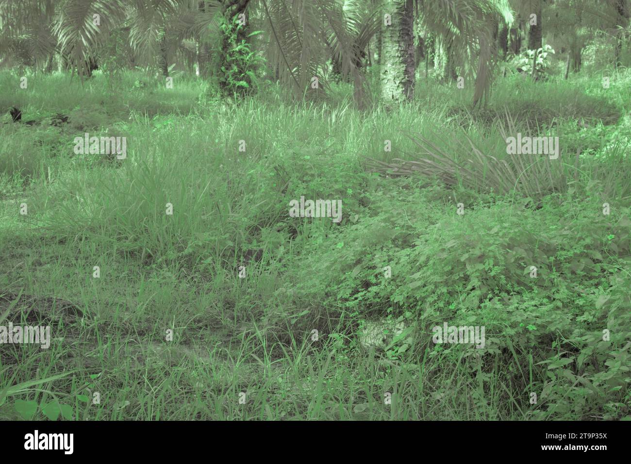infrared image of the wild thick bushes grasses and weeds at the ...
