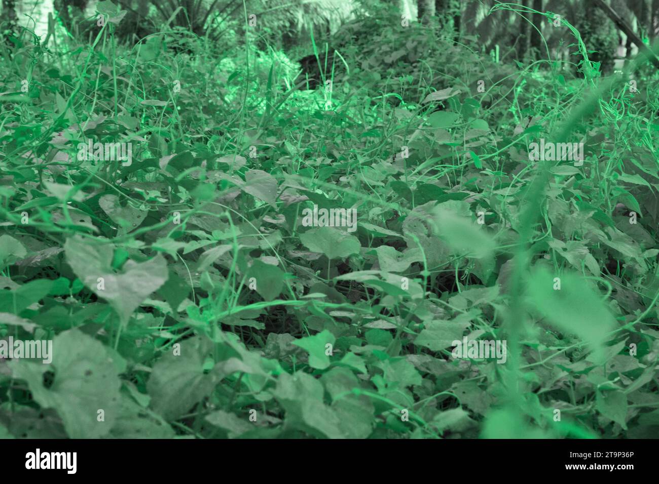 infrared image of the wild thick bushes grasses and weeds at the ...