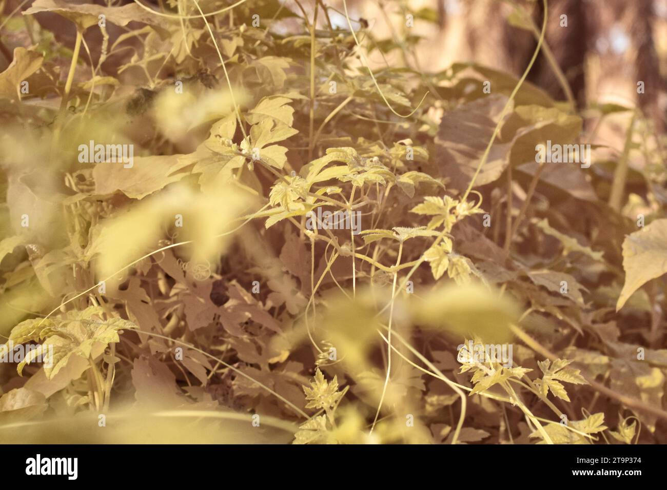 infrared image of the wild thick bushes grasses and weeds at the ...