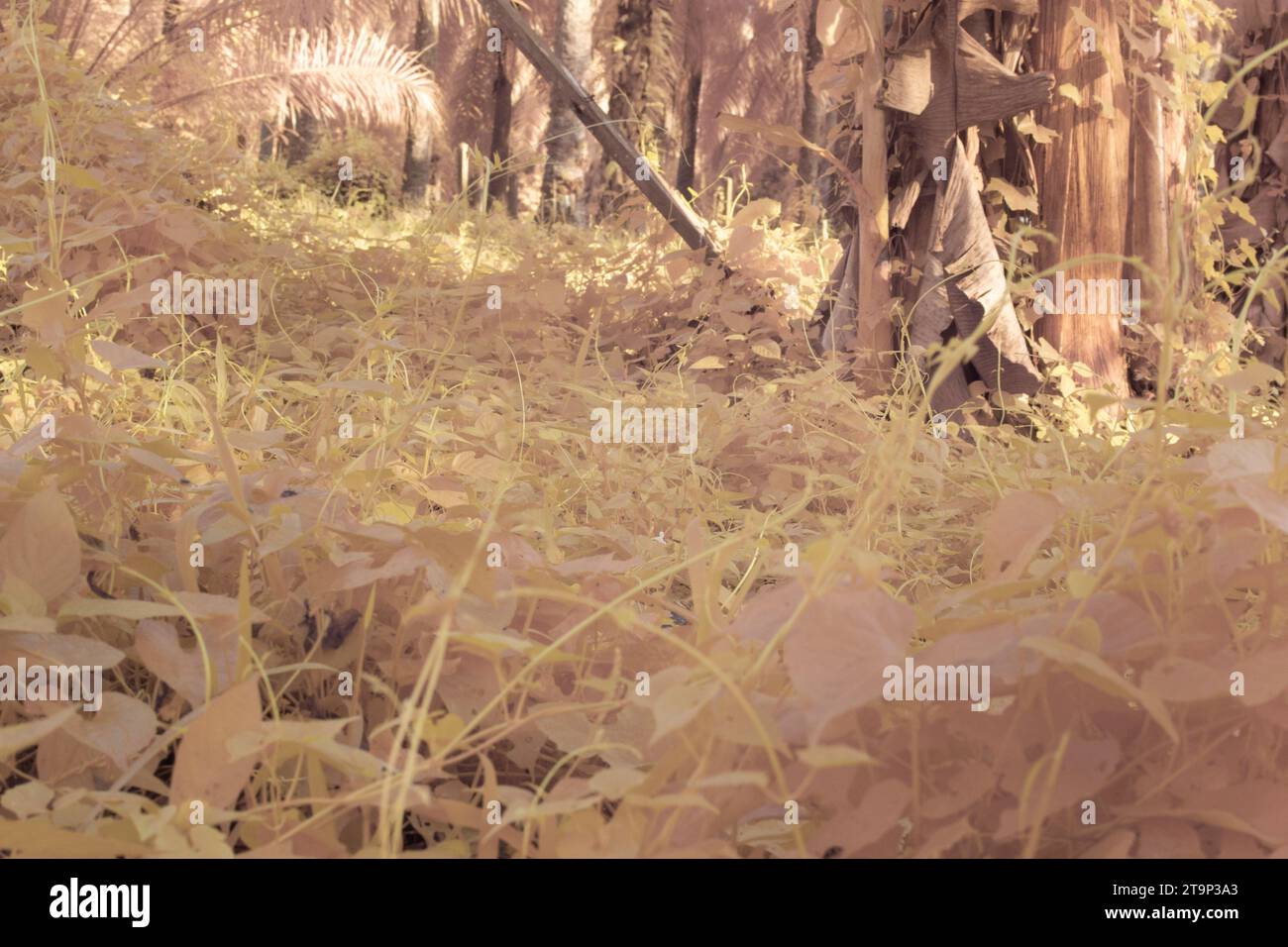 infrared image of the wild thick bushes grasses and weeds at the ...