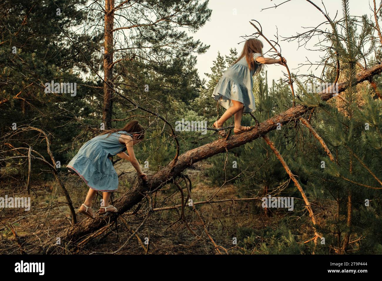 How to climb a tree hi-res stock photography and images - Alamy