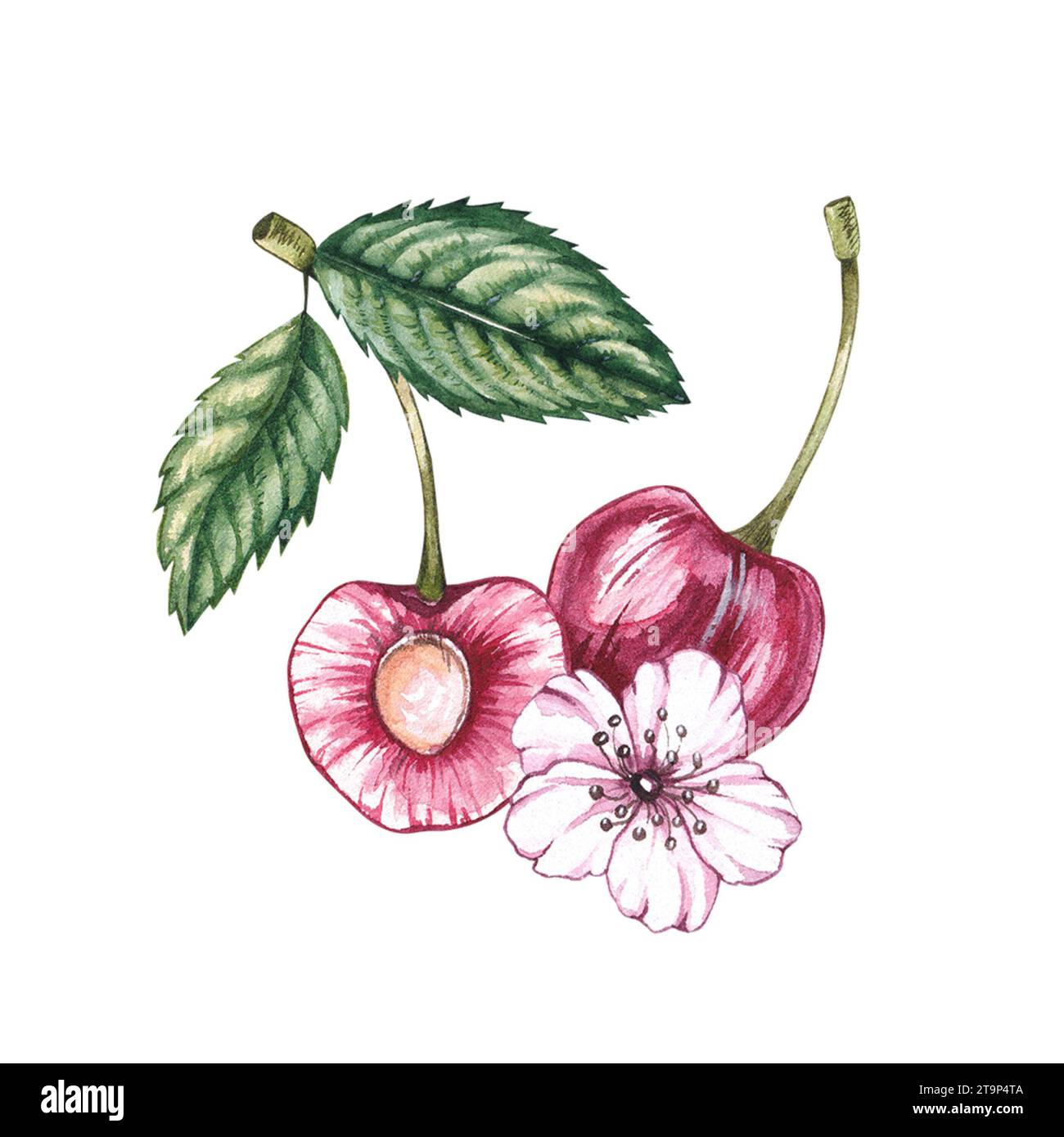 Watercolor cherry berry isolated. Hand drawn cherry with a flower on ...