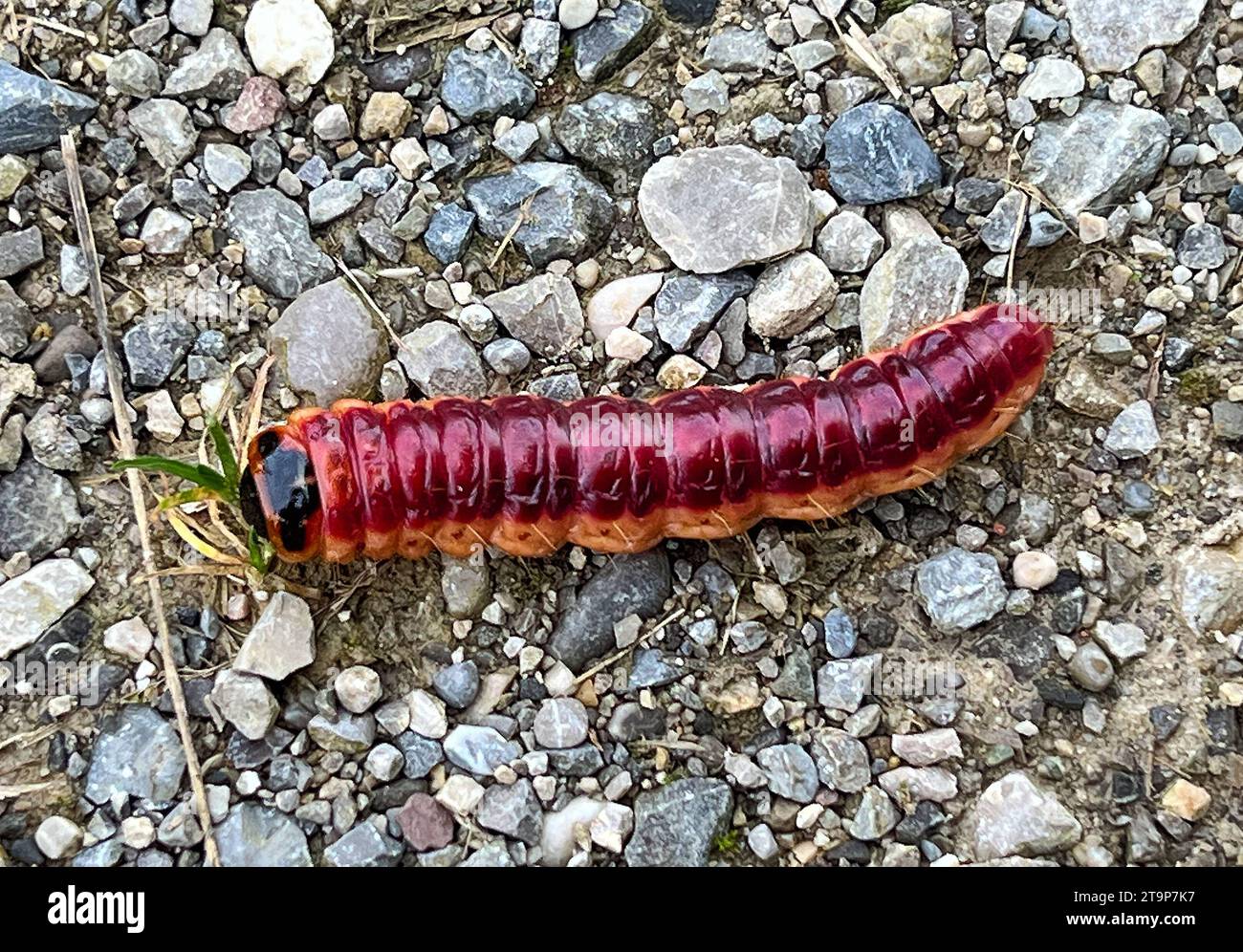 The willow borer Cossus cossus is a butterfly moth from the wood borer ...