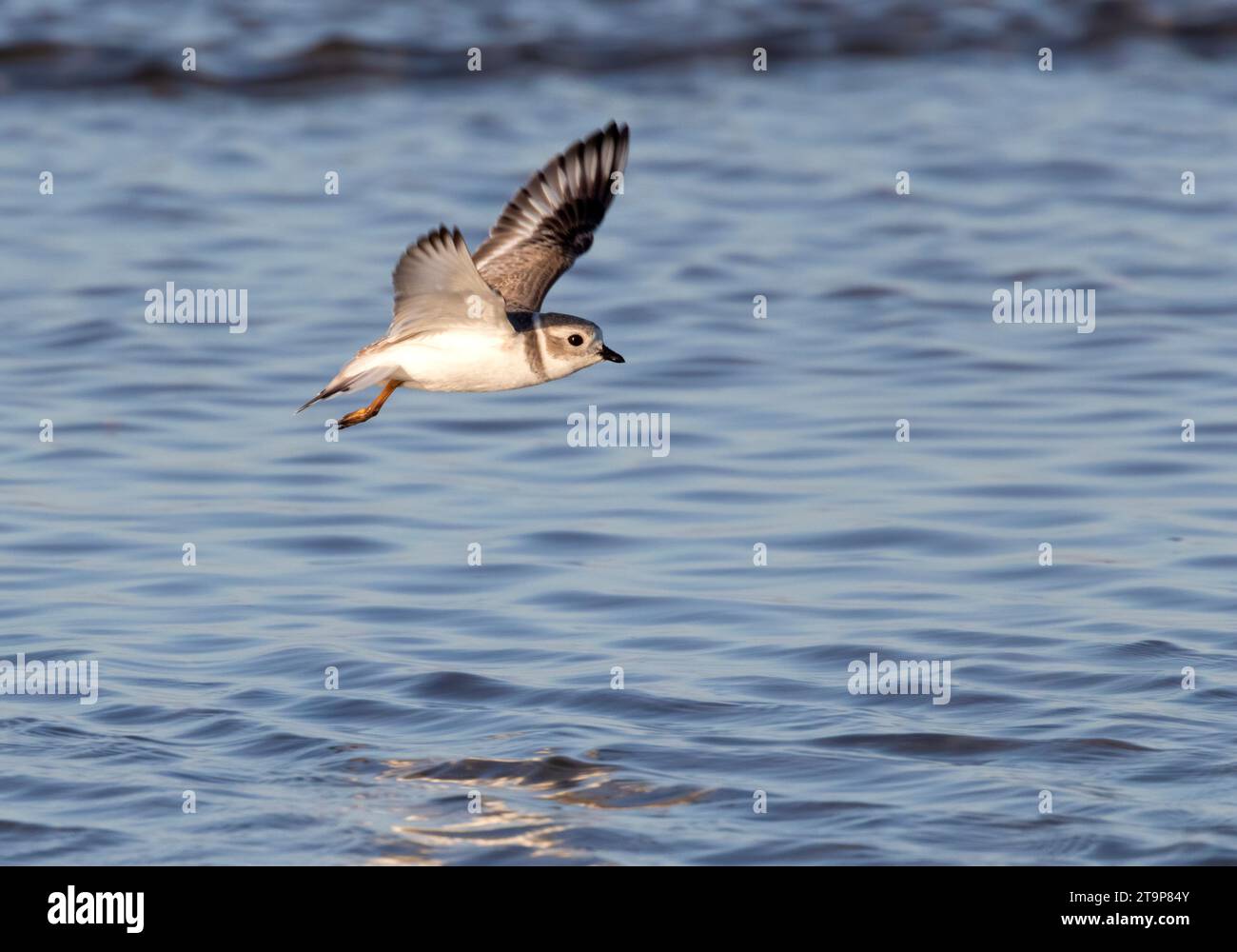 The piping plover (Charadrius melodus) in flight, Galveston, Texas ...