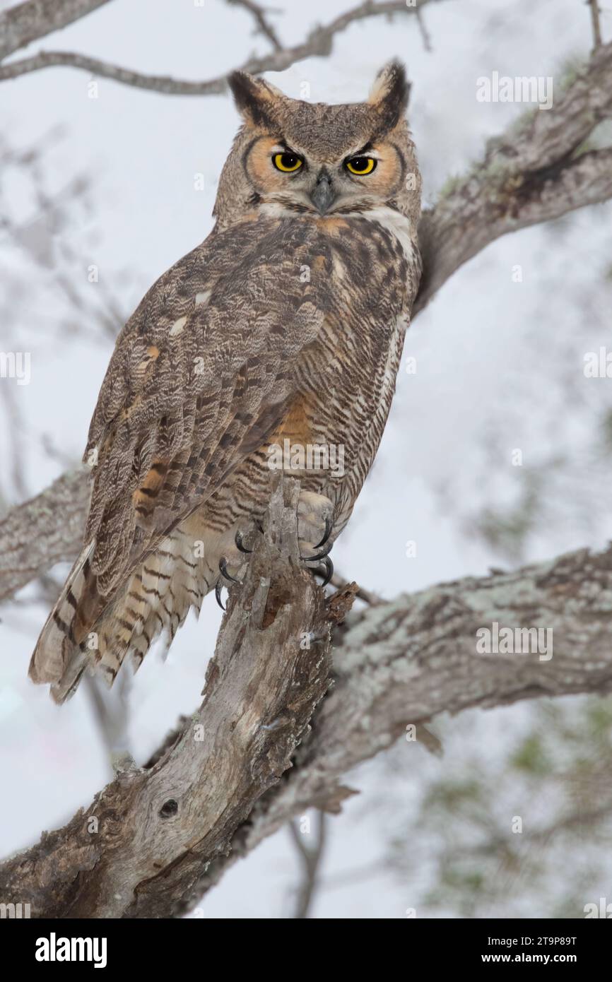 Great Horned Owl at Bentsen Rio Grande State Park, Mission, Texas Stock ...