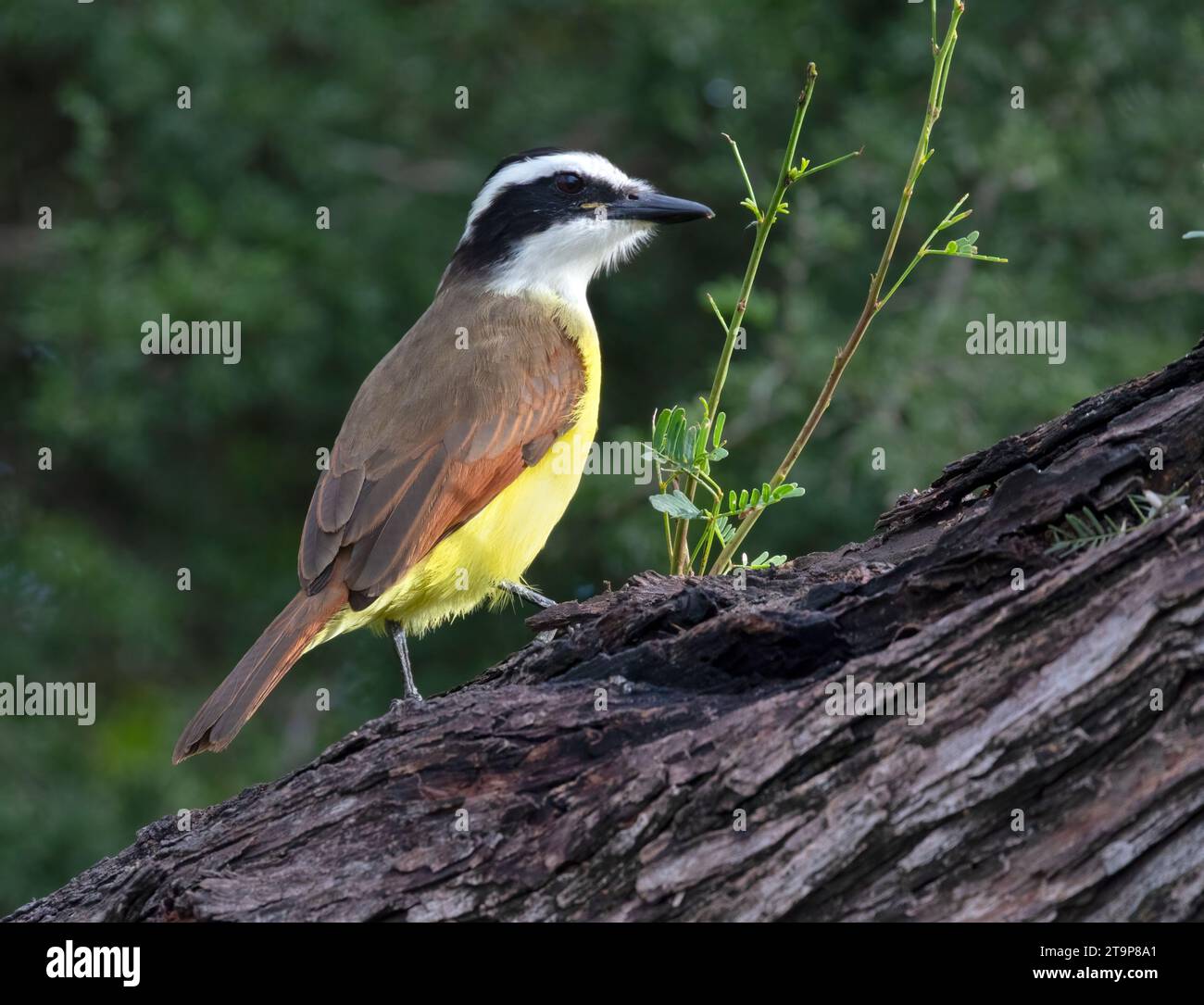 Great Kiskadee (Pitangus sulphuratus) at Bentsen Rio Grande Valley ...