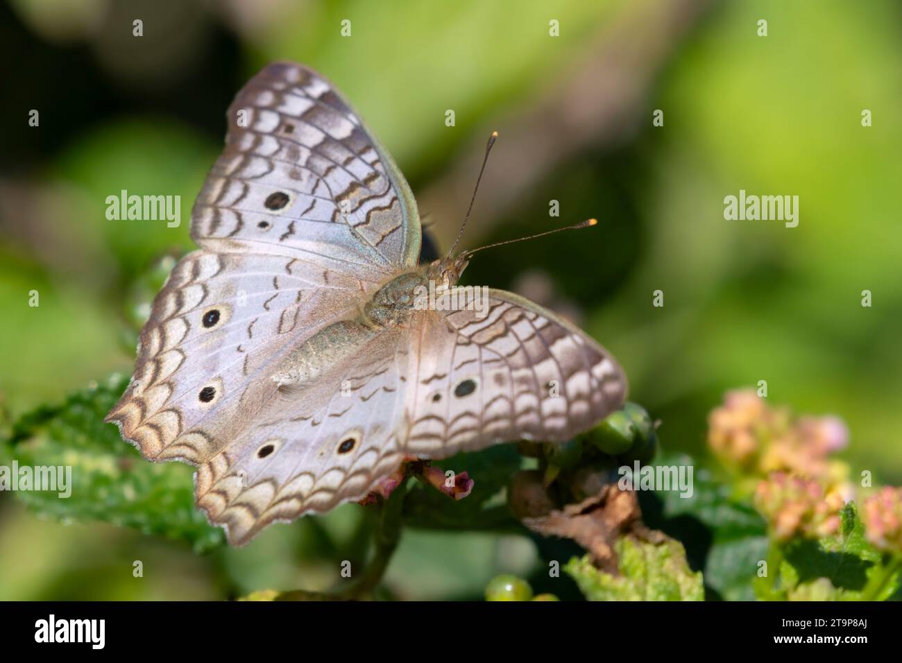 A white peacock (Anartia jatrophae) at National Butterfly Center ...