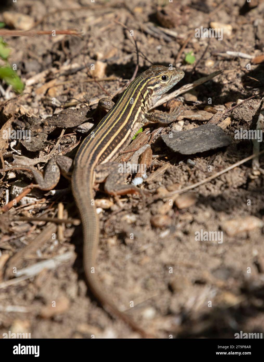 Six lined racerunner lizard texas hi-res stock photography and images ...