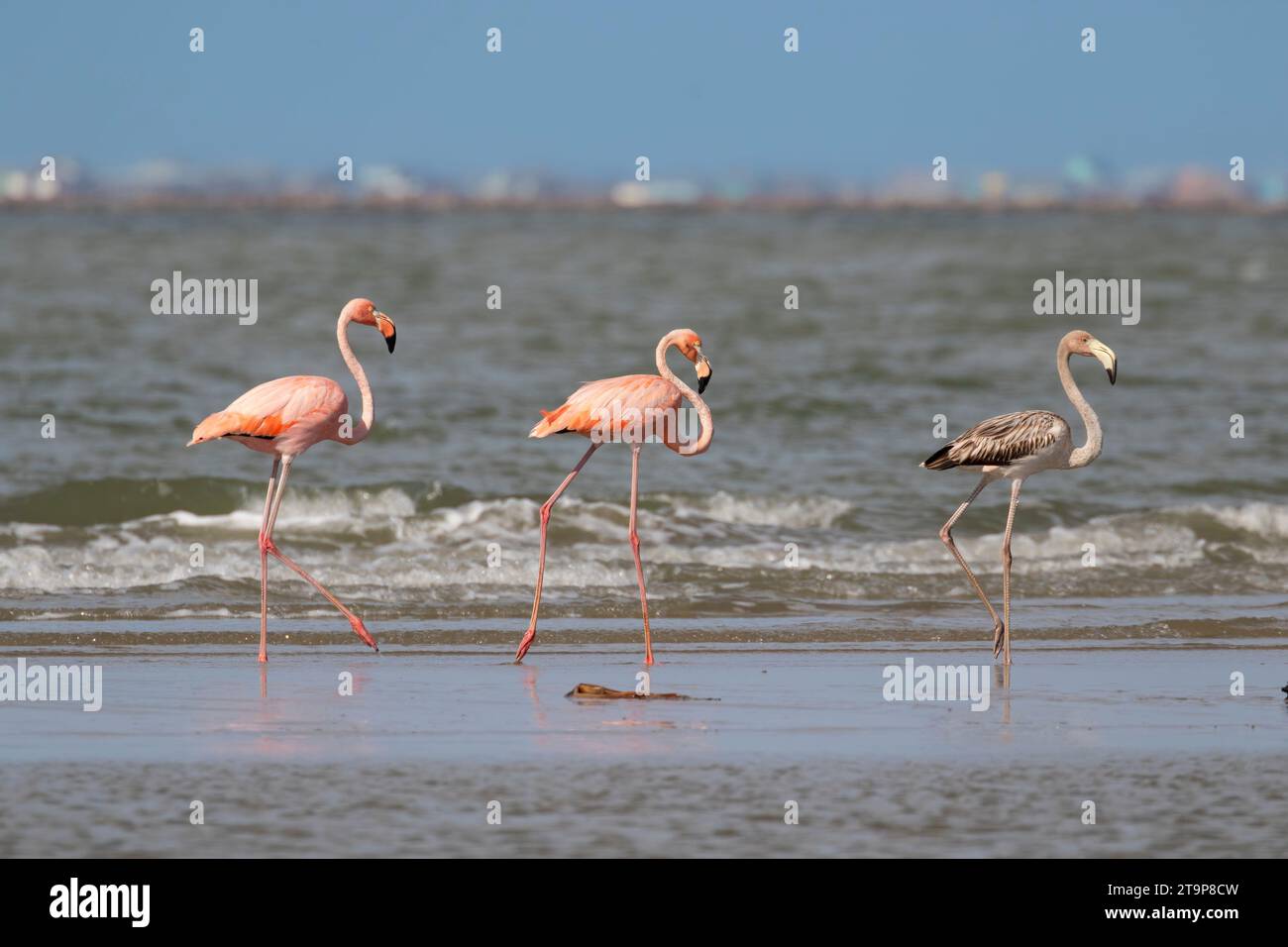 Beautiful american flamingos hi-res stock photography and images - Alamy