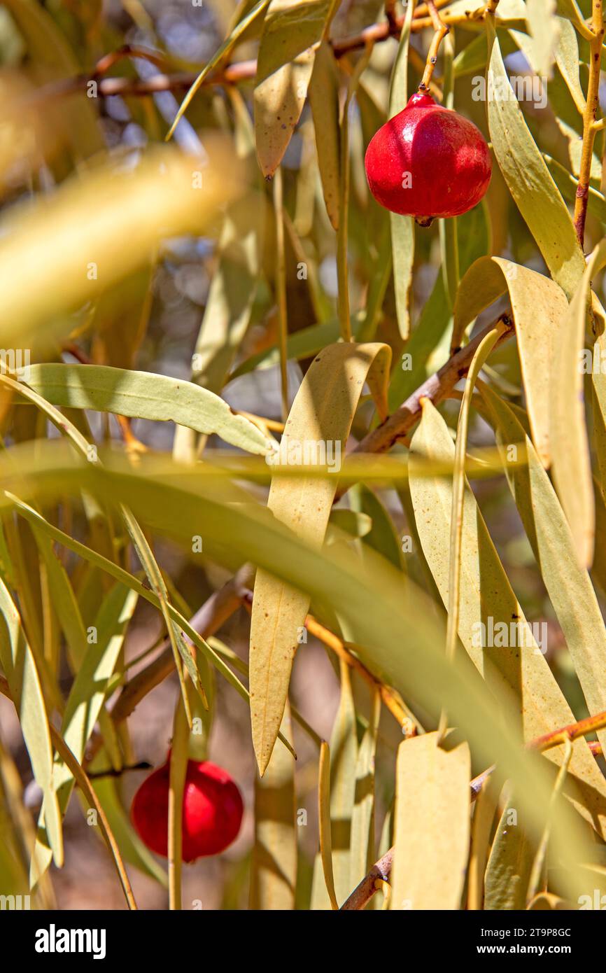 Quandong tree hi-res stock photography and images - Alamy
