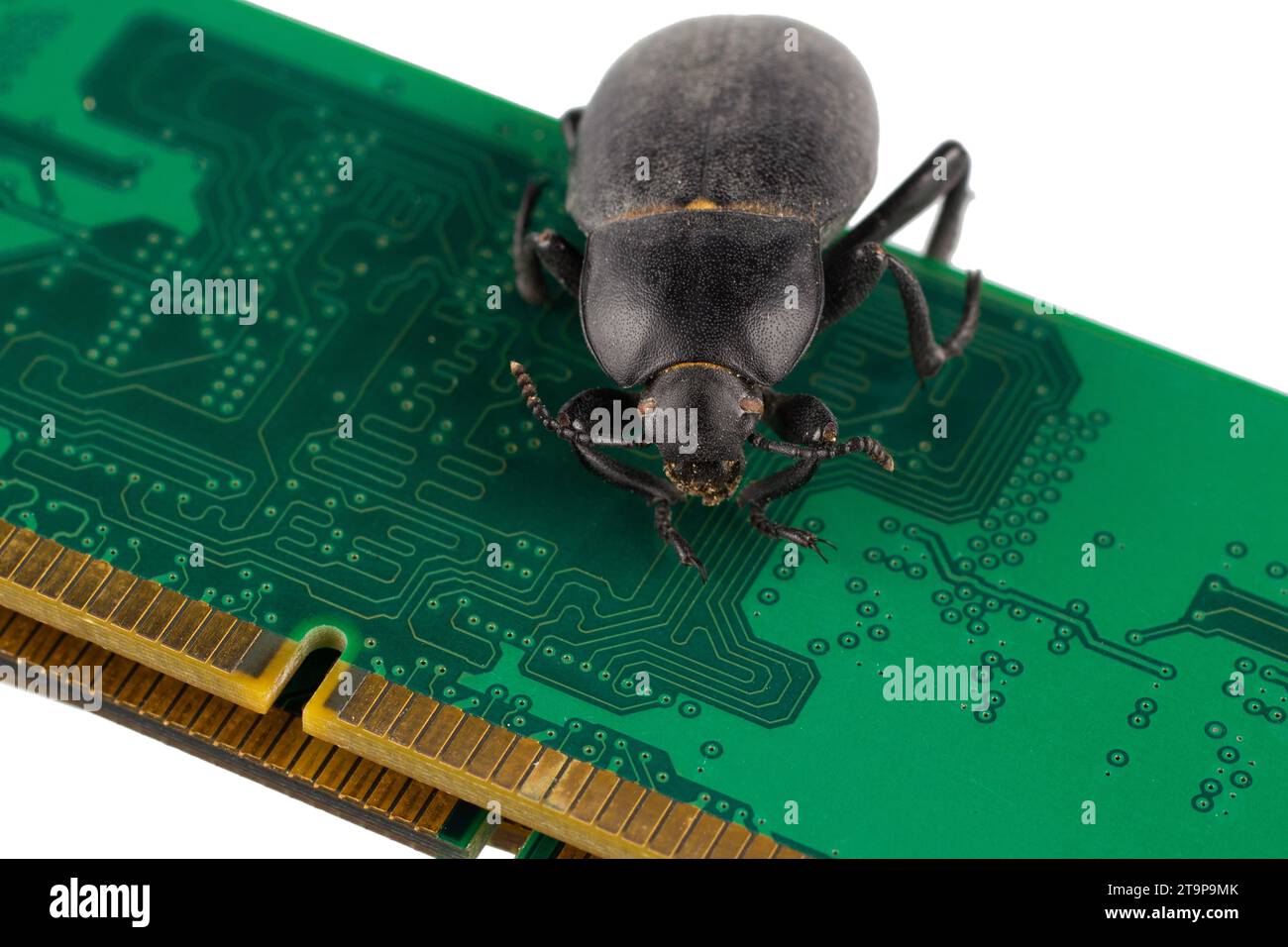 Bug on PC memory circuit board. Computer error concept. Isolated on white background Stock Photo ...